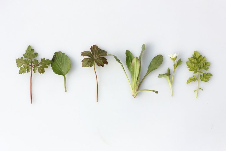 What is Amol: An In-depth Look into the Herbal Tonic - 25Magazine